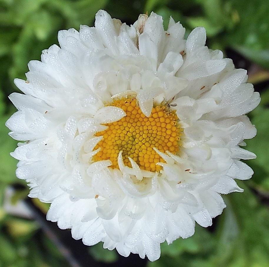 English Daisy (Bellis perennis 'Super Enorma White') - Garden.org