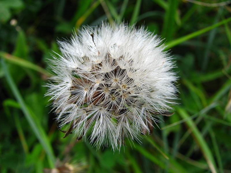 Pyrenean Hawksbeard (Crepis pyrenaica) - Garden.org