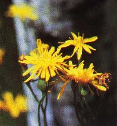 Fiddleleaf Hawksbeard (Crepis runcinata) - Garden.org