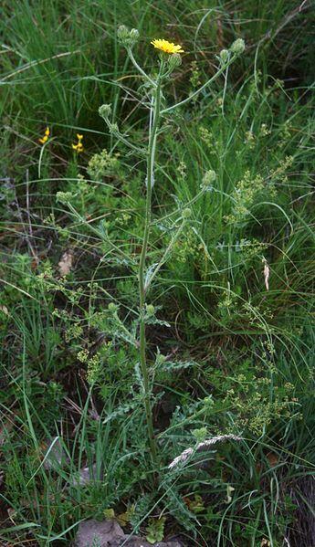 Bristly Hawksbeard (Crepis setosa) - Garden.org