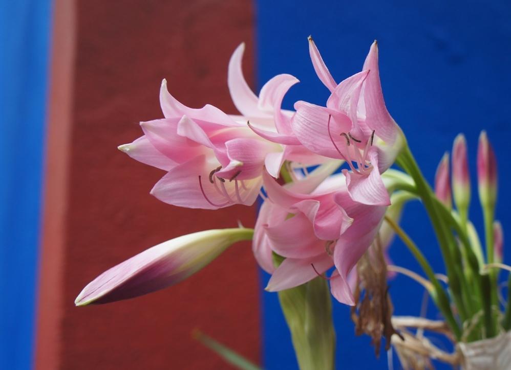 Crinum Lily (Crinum 'Mexican Pink') in the Crinums Database - Garden.org