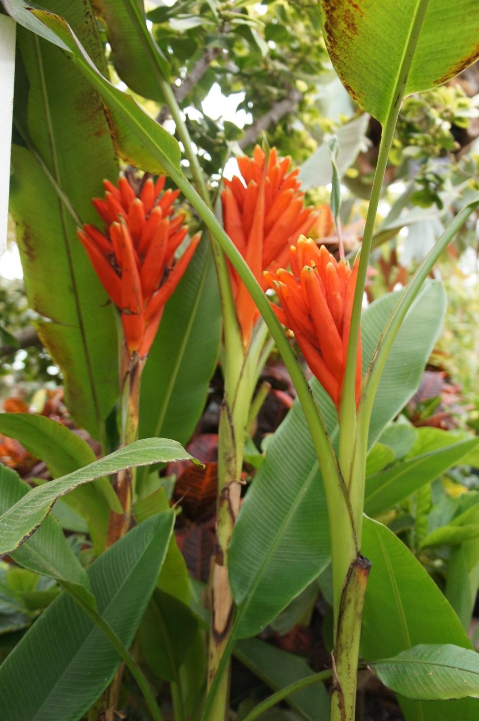 Photo of the bloom of Banana (Musa coccinea) posted by skylark - Garden.org