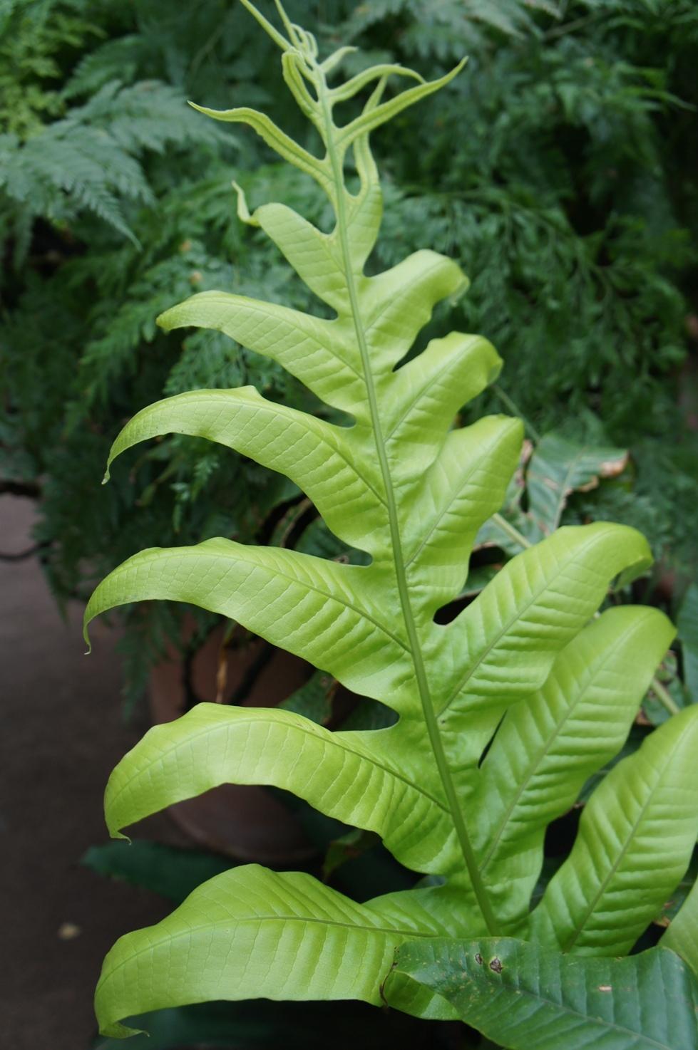 Drynaria splendens - Garden.org