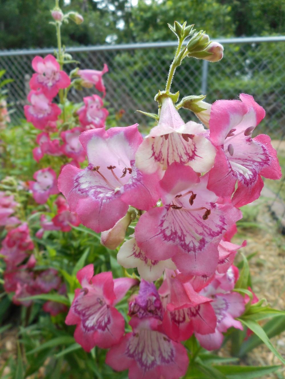 Penstemons: Plant Care and Collection of Varieties - Garden.org