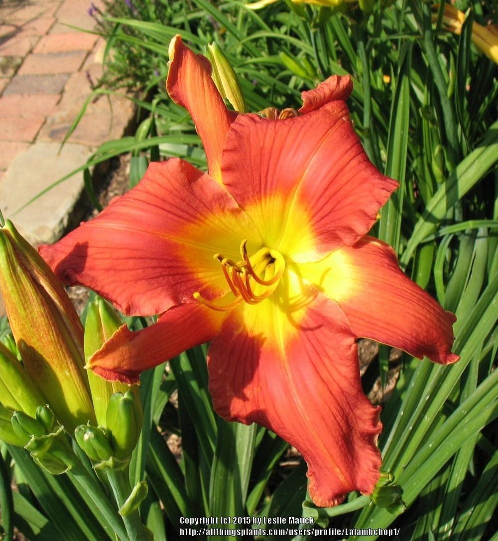 Photo of the bloom of Daylily (Hemerocallis 'Fancy This') posted by Lalambchop1 - Garden.org