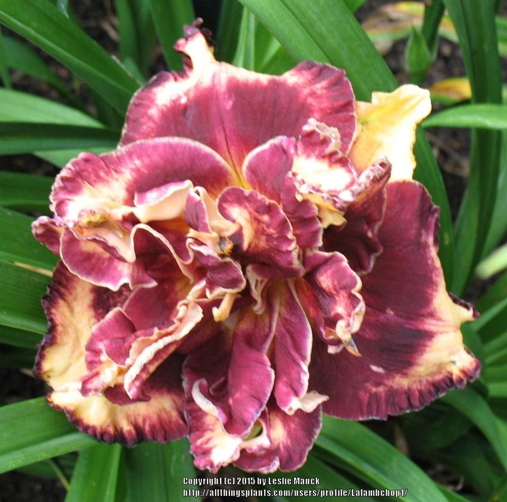 Photo of the bloom of Daylily (Hemerocallis 'Rumble in the Jungle') posted by Lalambchop1 ...