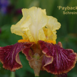 Tall Bearded Iris (Iris 'Payback Time') in the Irises Database - Garden.org
