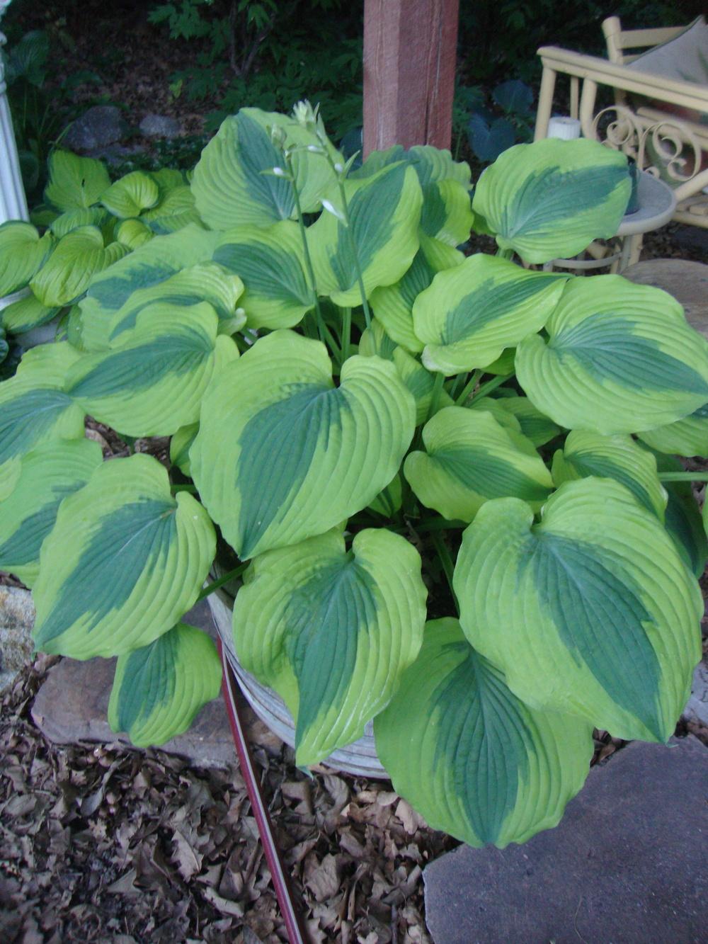 Photo of the entire plant of Hosta 'Goodness Gracious' posted by ...
