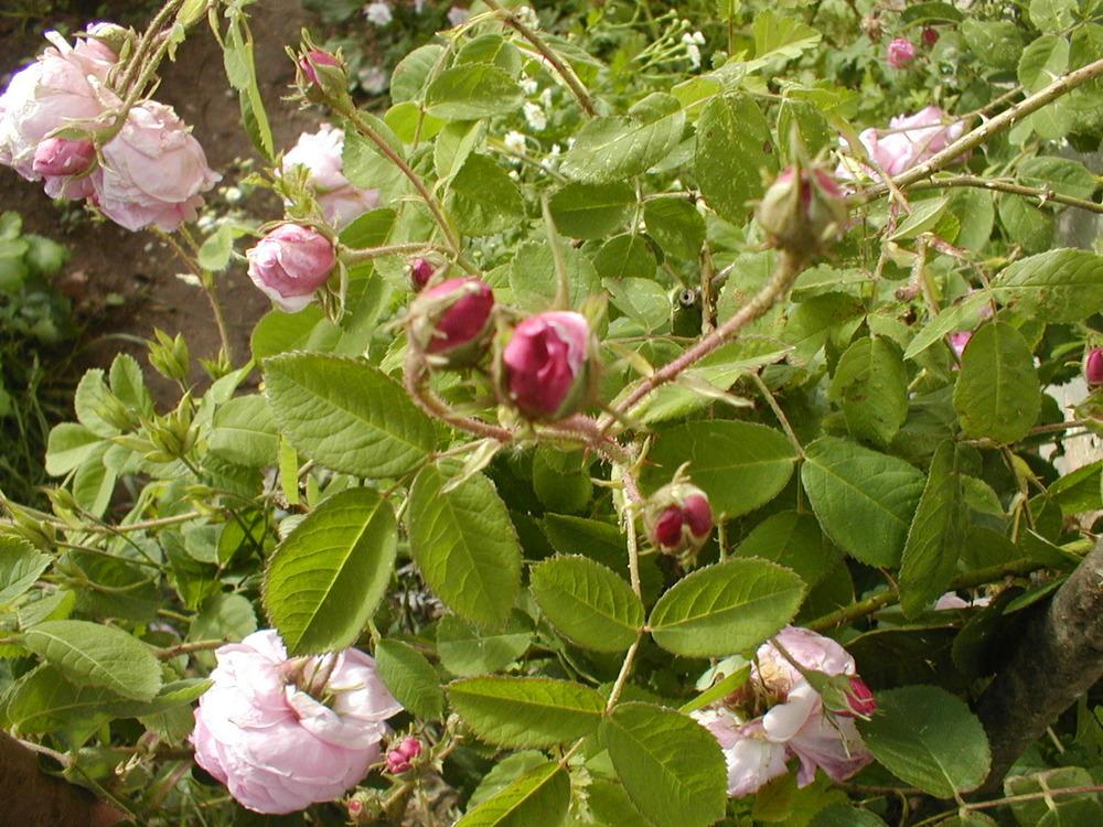 Photo of the closeup of buds, sepals and receptacles of Provence Rose ...