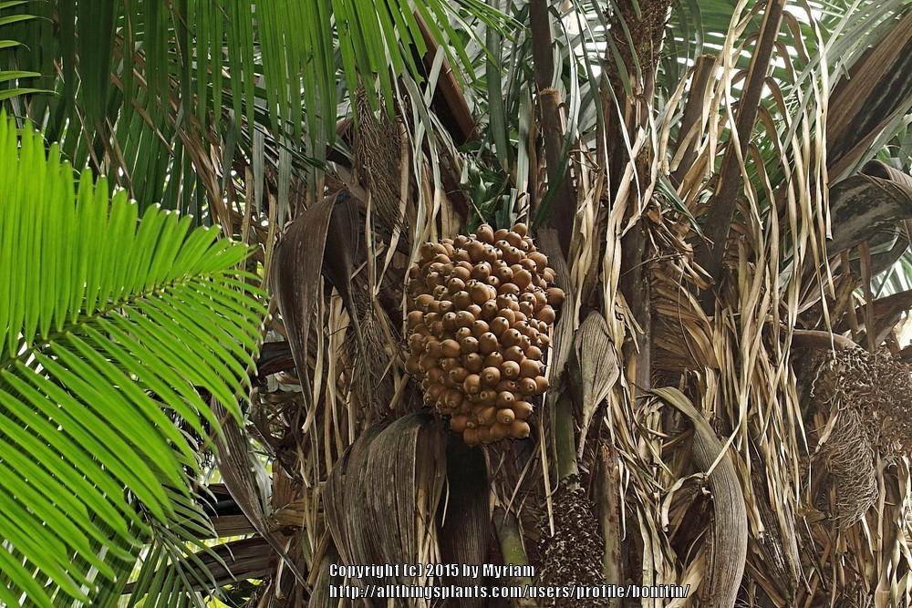 (Attalea rostrata); tropical palm in the Plant ID forum - Garden.org