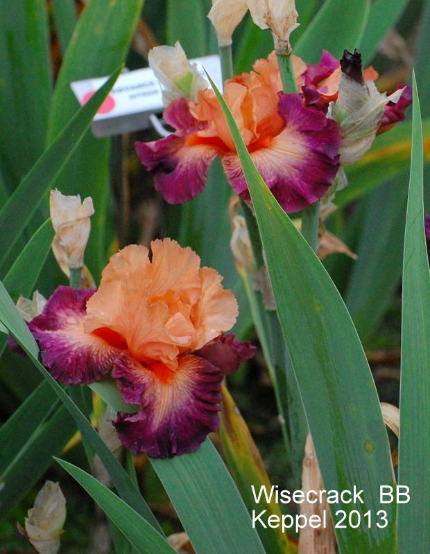 Photo of the bloom of Border Bearded Iris (Iris 'Wisecrack') posted by ...