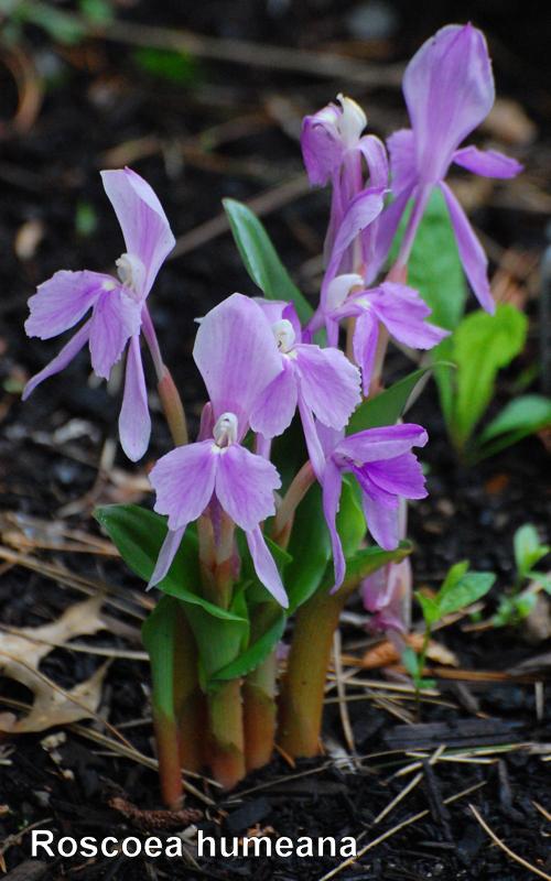 Photo of the bloom of Roscoea humeana posted by coboro - Garden.org