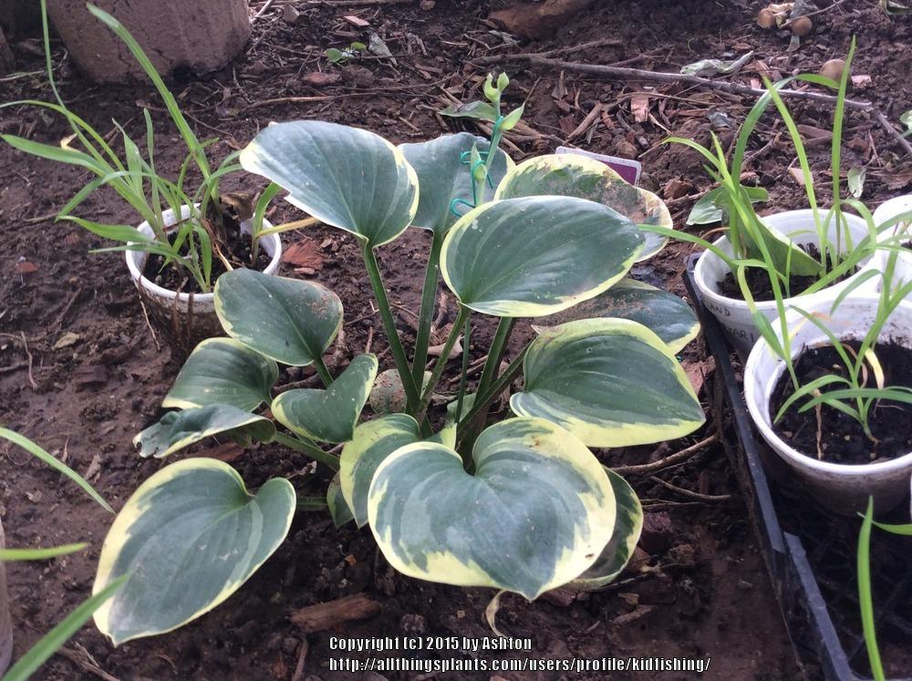 Photo of the bloom of Hosta 'Snow Cap' posted by kidfishing - Garden.org