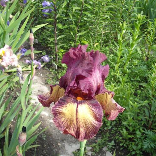 Tall Bearded Iris (Iris 'Beguine') in the Irises Database - Garden.org