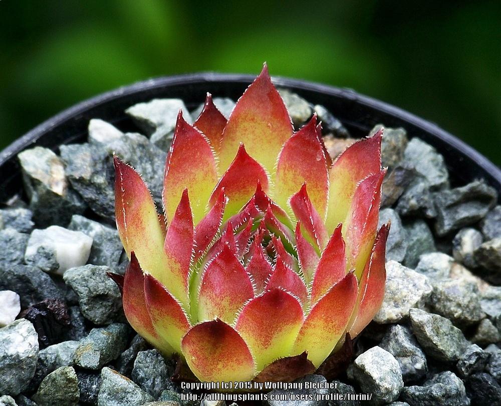 Hen and Chicks (Sempervivum 'Pine Cone') in the Sempervivum Database ...