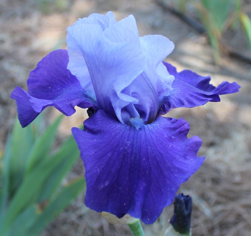 Photo of the bloom of Tall Bearded Iris (Iris 'Helen K. Armstrong ...