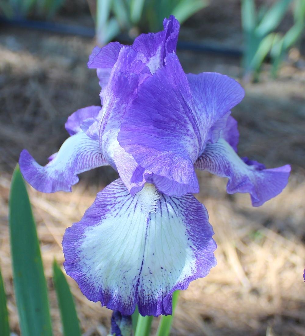 Tall Bearded Iris (Iris 'Hawaiian Holiday') in the Irises Database ...