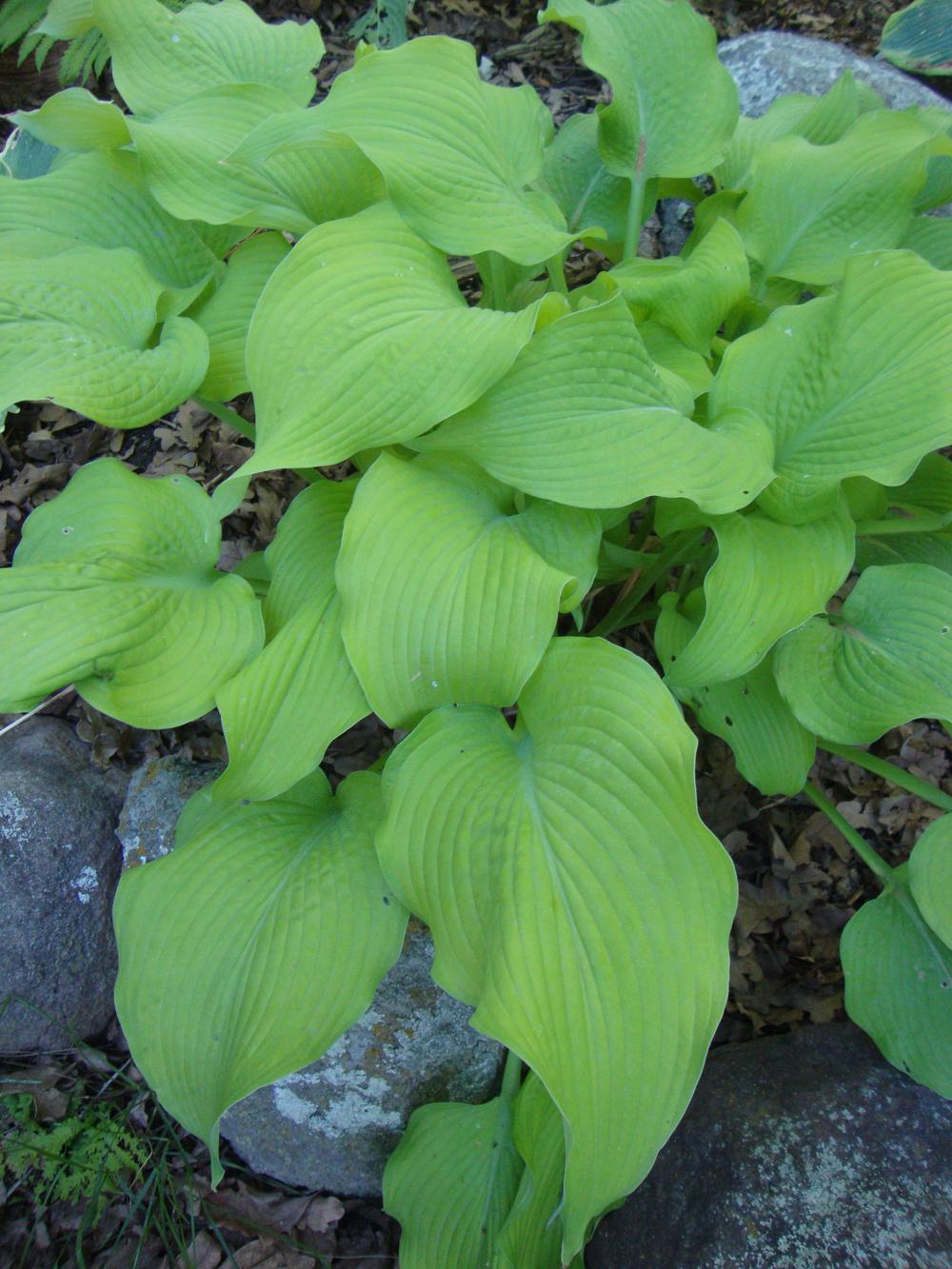 Photo of the leaves of Hosta 'Sun Power' posted by Paul2032 - Garden.org