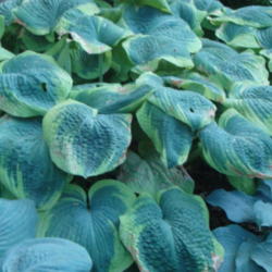 Hosta 'Samurai' in the Hostas Database - Garden.org