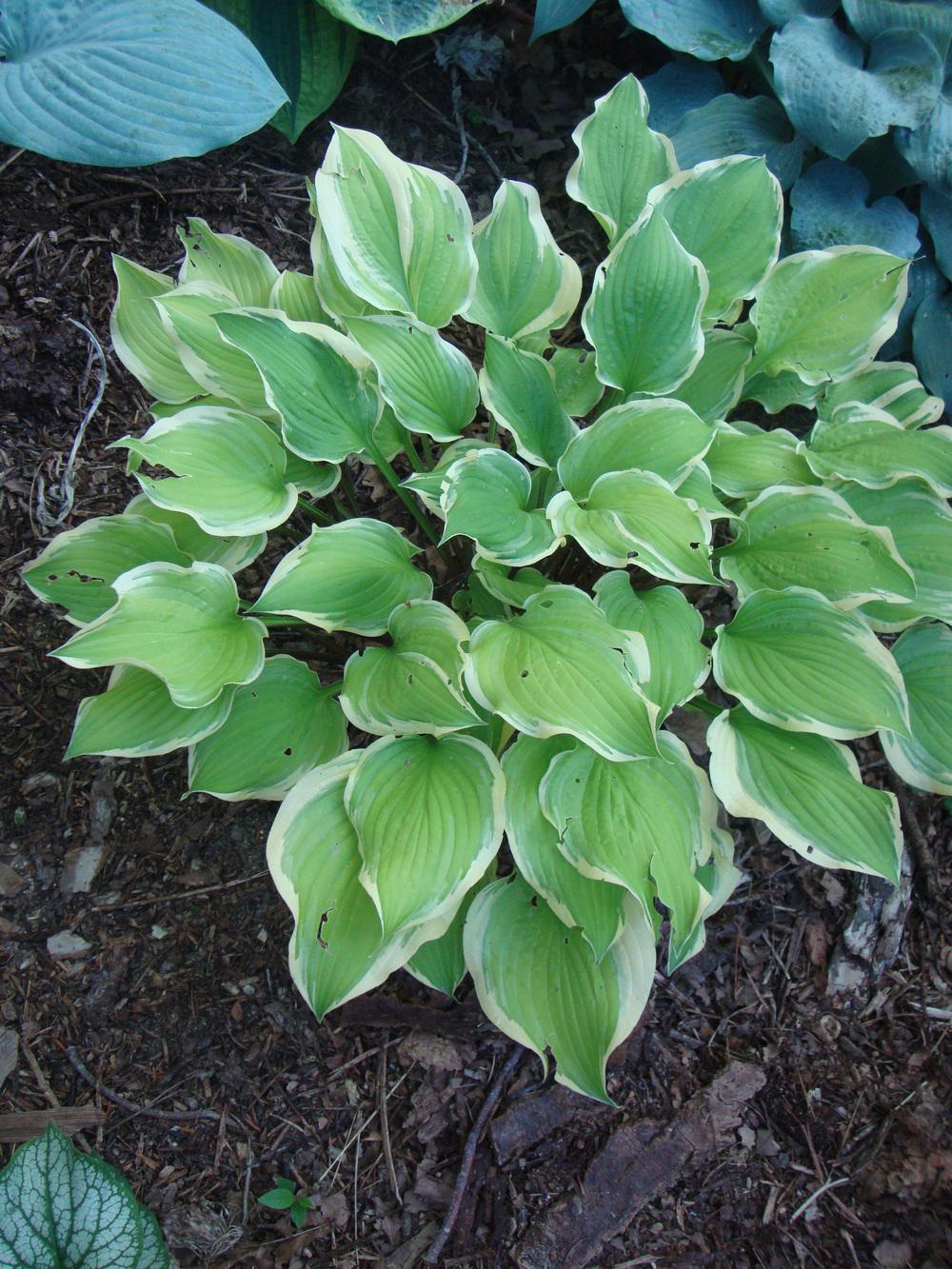 Hosta 'Torchlight' in the Hostas Database - Garden.org