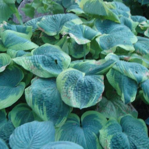 Hosta 'Samurai' in the Hostas Database - Garden.org