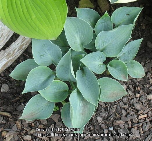 Hosta 'Blue Ice' in the Hostas Database - Garden.org