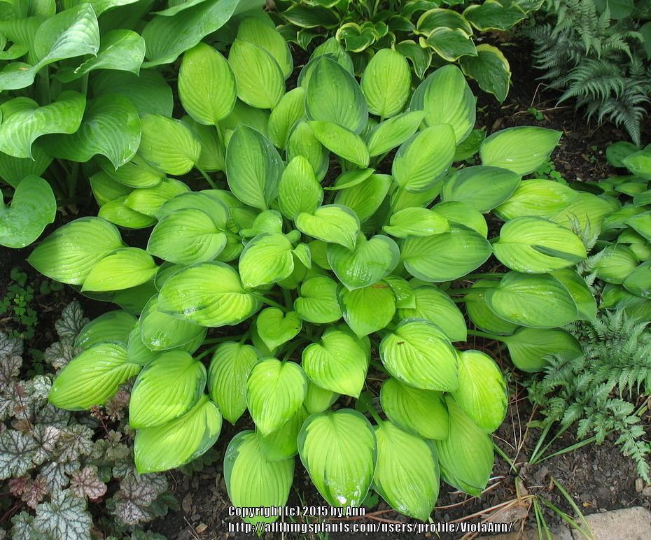 Photo of the entire plant of Hosta 'Janet' posted by ViolaAnn - Garden.org