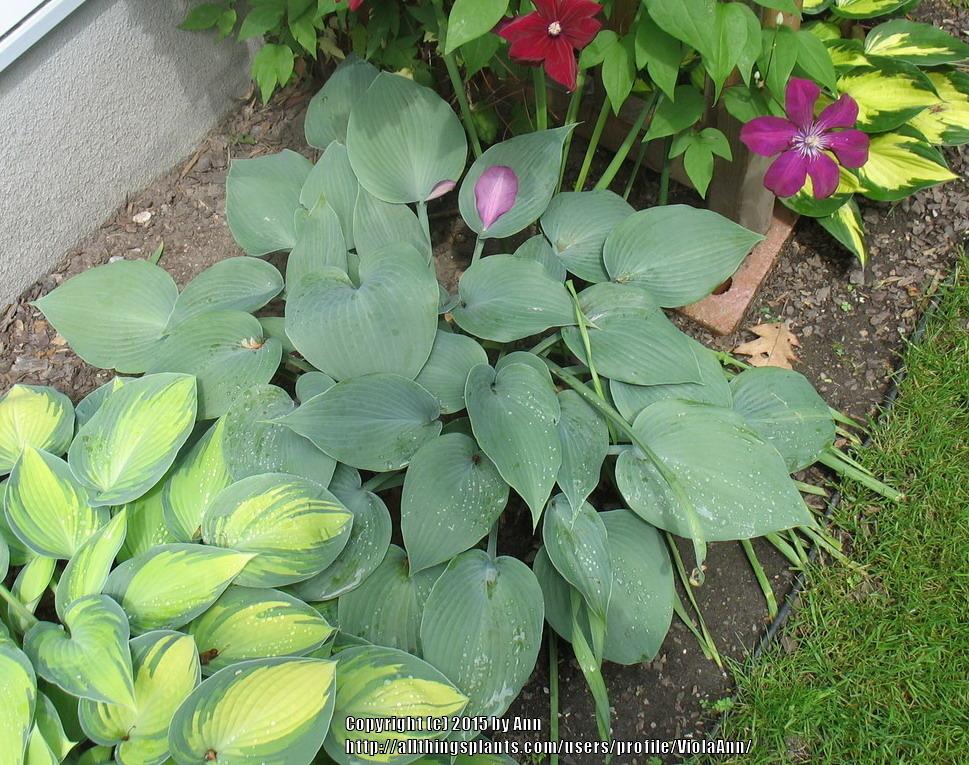 Hosta 'Bulletproof' in the Hostas Database - Garden.org