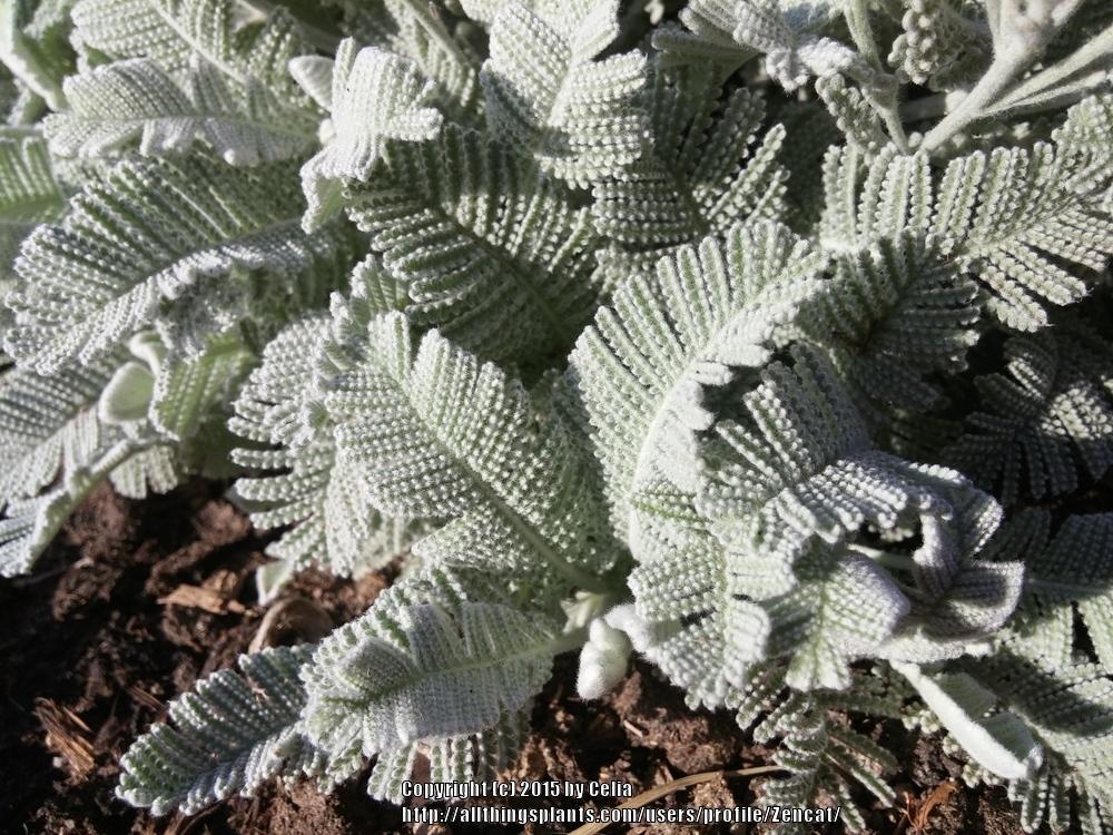 Partridge Feather (Tanacetum densum) - Garden.org