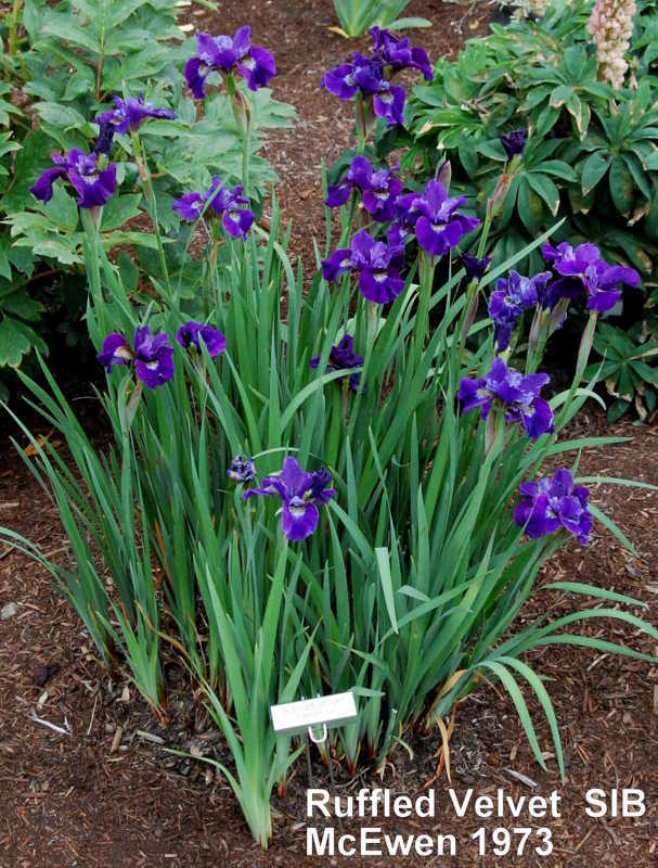 Photo of the entire plant of Siberian Iris (Iris 'Ruffled Velvet ...