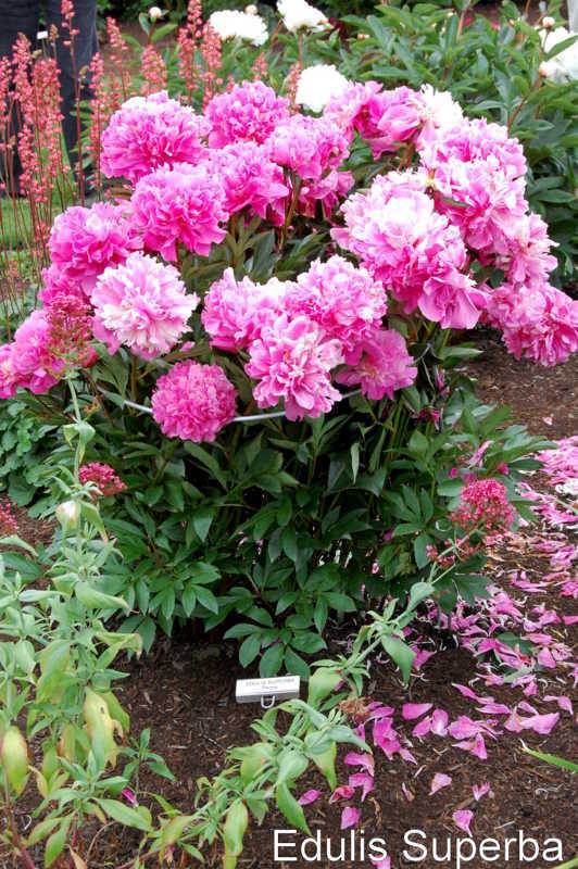 Photo of the entire plant of Peony (Paeonia lactiflora 'Edulis Superba ...
