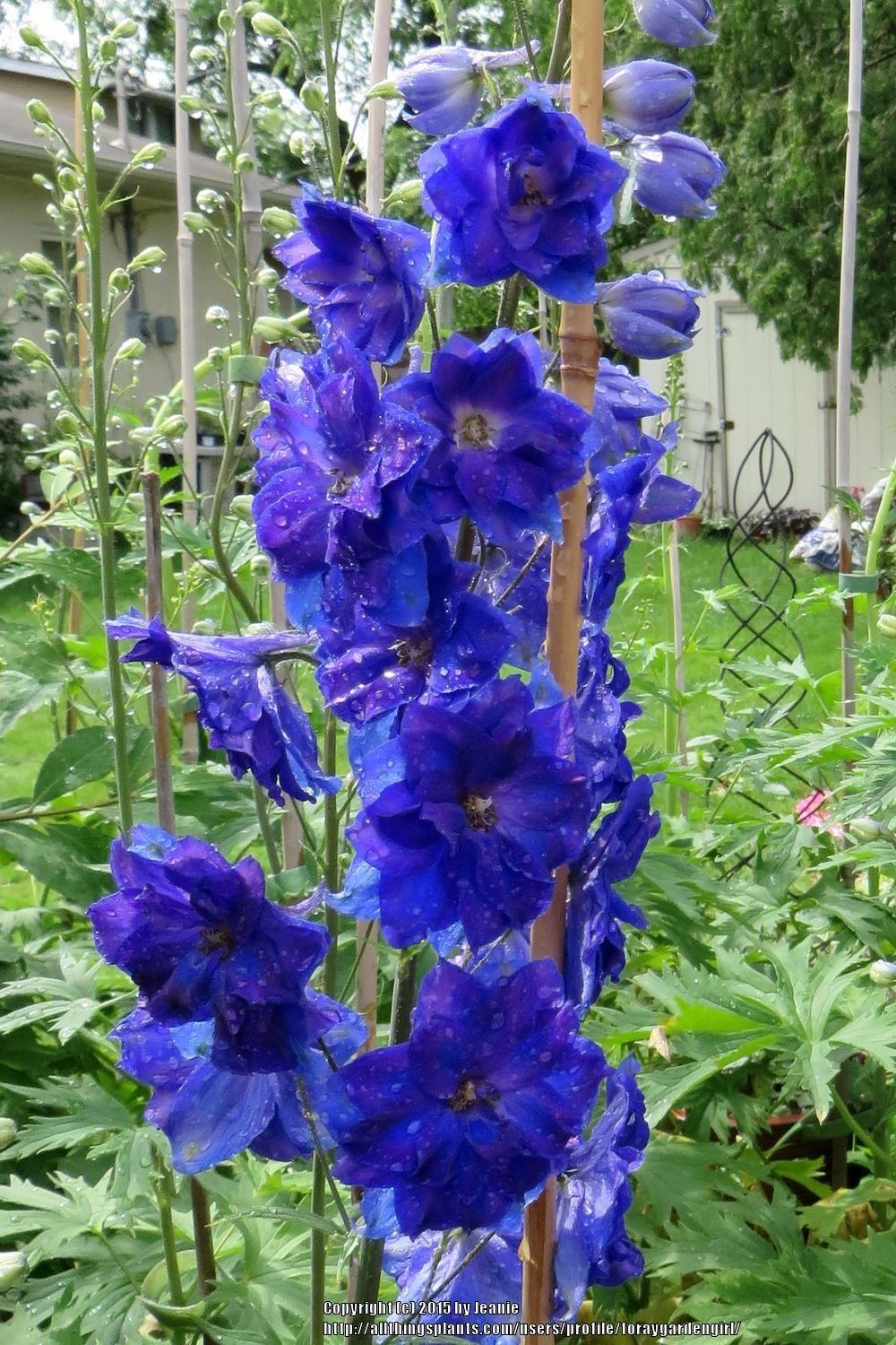 Photo of the bloom of Larkspur (Delphinium elatum New Millennium™ Pagan ...