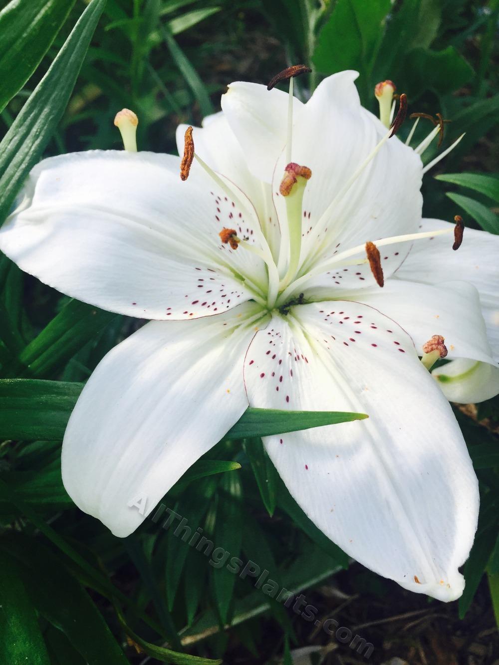 Photo of the bloom of Lily (Lilium 'Keynote') posted by magnolialover ...