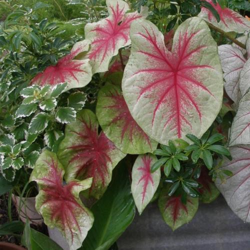 Angel Wings (Caladium 'Scarlet O'Hara') in the Caladiums Database ...