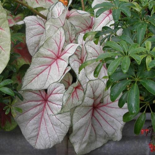 Fancy-leaf Caladium (Caladium 'Florida Fantasy') in the Caladiums ...