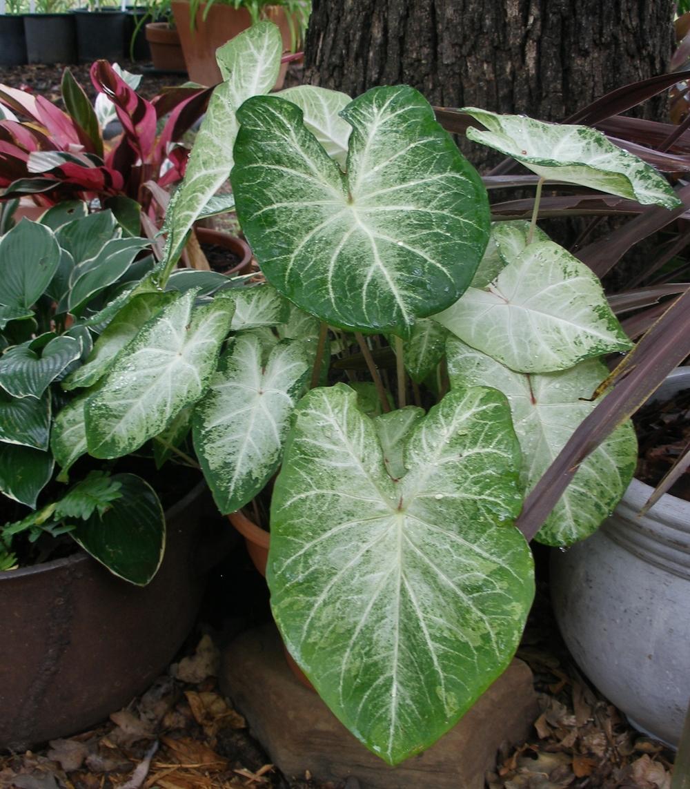 Photo of the leaves of Fancy-Leaf Caladium (Caladium 'Grey Ghost ...