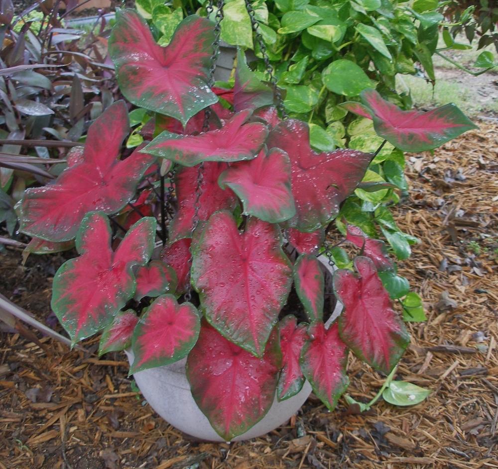 Photo of the leaves of Fancy-leaf Caladium (Caladium 'Postman Joyner ...