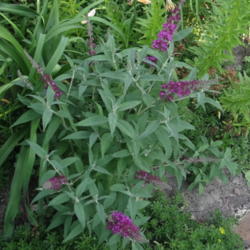 Butterfly Bush (Buddleja Buzz™ Magenta Improved) in the Butterfly ...