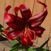 Lily (Lilium 'Red Velvet') in the Lilies Database - Garden.org