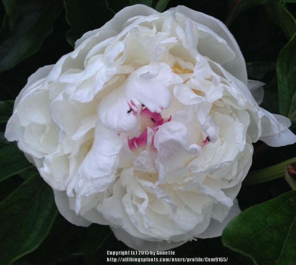 Photo of the bloom of Peony (Paeonia lactiflora 'Gardenia') posted by ...