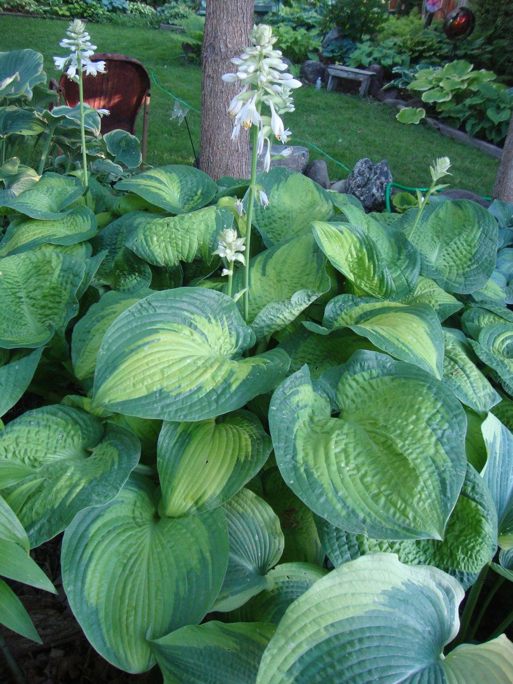 Photo of the entire plant of Hosta 'Paradigm' posted by Paul2032 ...