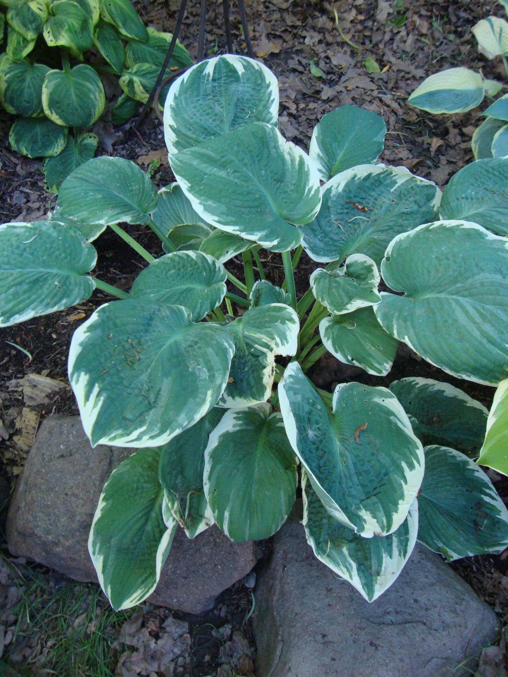 Photo of the entire plant of Hosta 'Barbara Ann' posted by Paul2032 ...