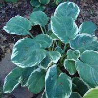 Photo of the entire plant of Hosta 'Barbara Ann' posted by Paul2032 ...