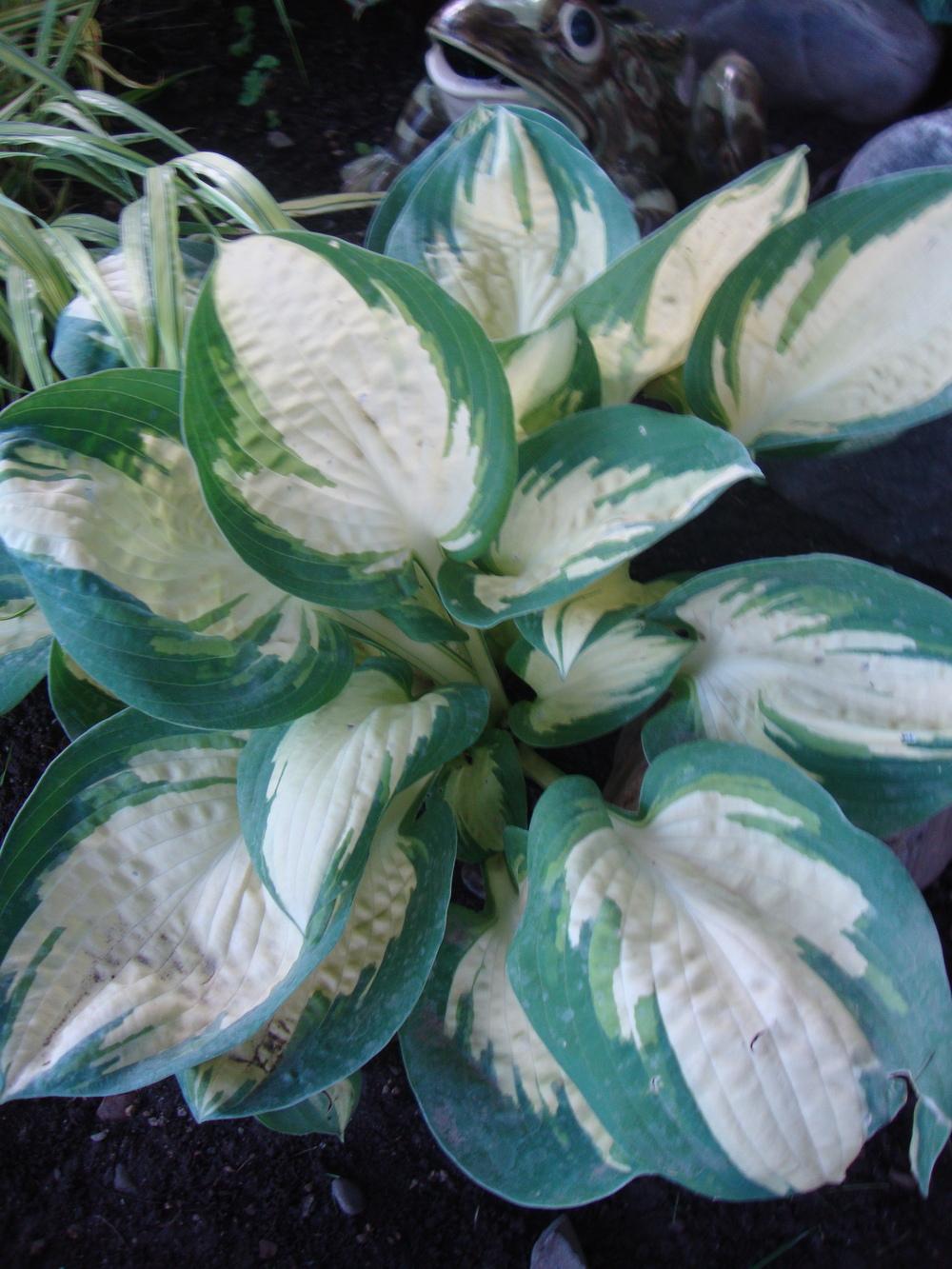 Photo of the entire plant of Hosta 'Popcorn' posted by Paul2032 ...