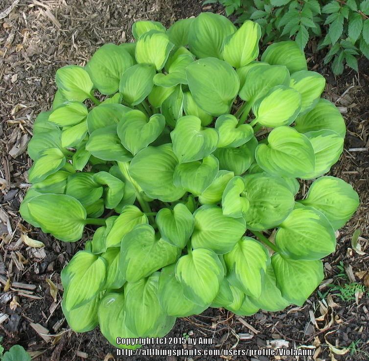Hosta 'Wylde Green Cream' in the Hostas Database - Garden.org
