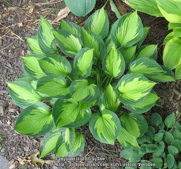 Photo of the entire plant of Hosta 'Whirlwind' posted by ViolaAnn ...