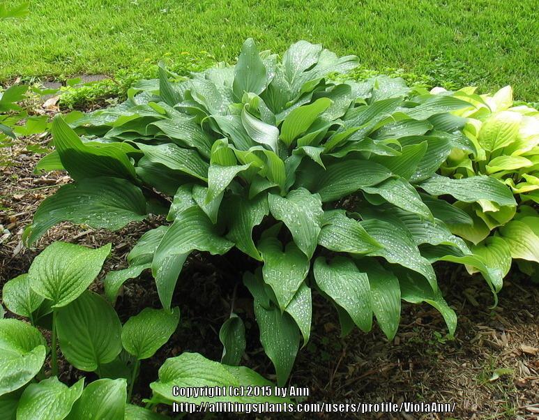Photo of the entire plant of Hosta 'Red October' posted by ViolaAnn ...
