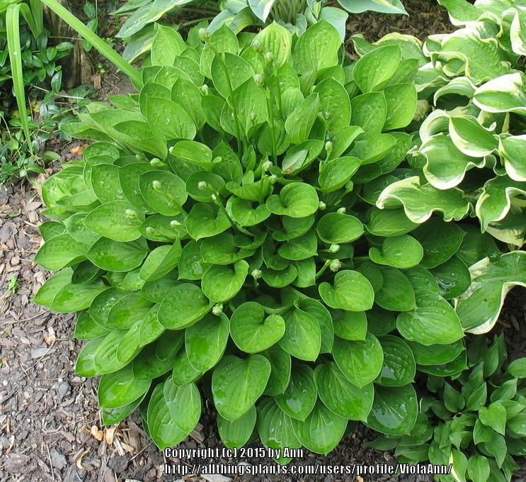 Photo of the entire plant of Hosta 'Teaspoon' posted by ViolaAnn ...