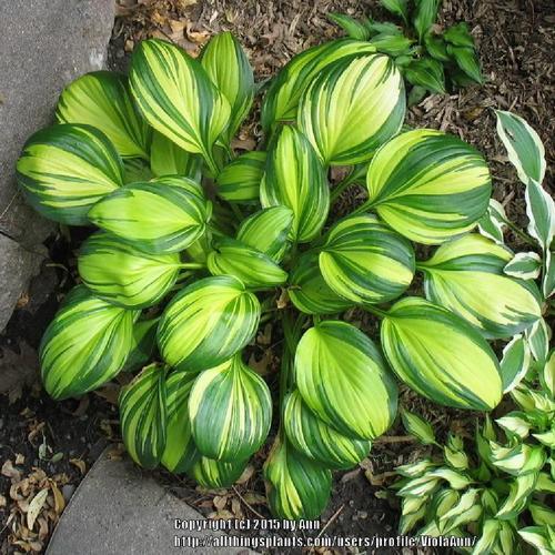 Hosta 'Rainbow's End' in the Hostas Database - Garden.org