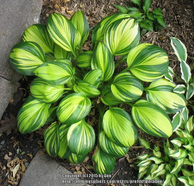Photo of the entire plant of Hosta 'Rainbow's End' posted by ViolaAnn ...